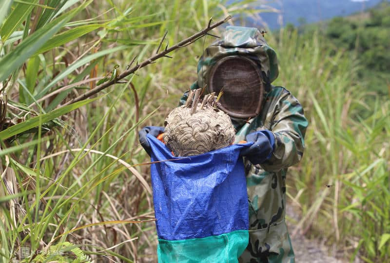 QUẦN ÁO BẮT ONG RỪNG HÀNG CAO CẤP, MÀU RẰN RI AN TOÀN TUYỆT ĐỐI | Bao ...